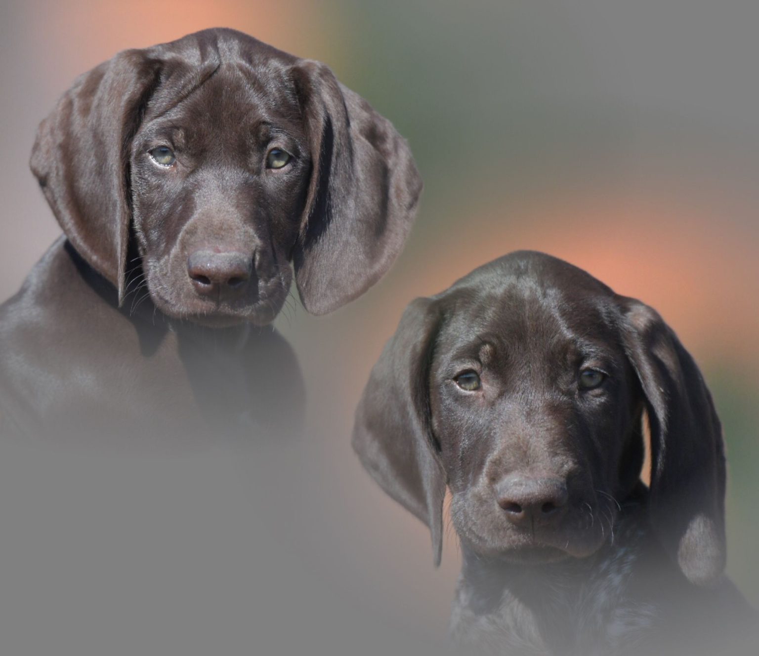 Pups - Duitse Staande Korthaar