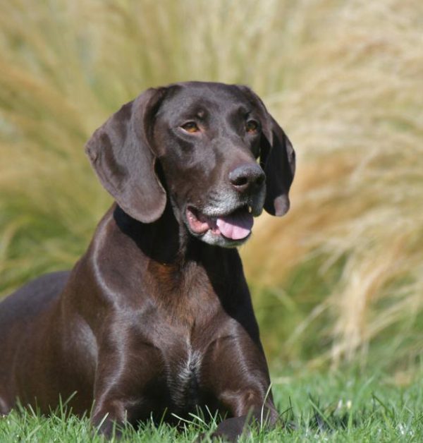 Duitse Staande Korthaar - Duitse Staande Korthaar